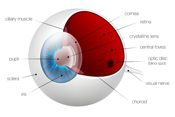 Blue Sclera: Causes, Risks, and Functions of the Sclera
