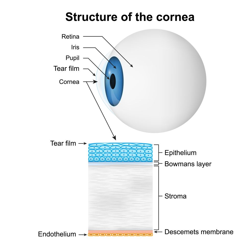Cornea Anatomy Explained: Layers, Functions, and Common Corneal Diseases