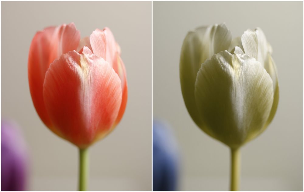 Color Blindness Awareness Day: Understanding Color Vision